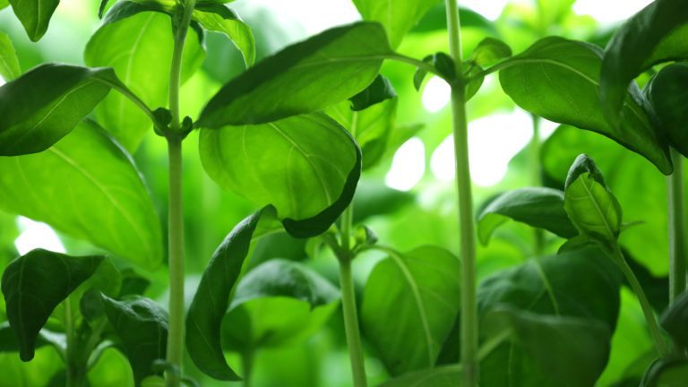 home - MIRAI Official HP